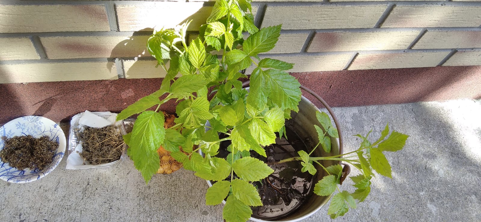 Plant Sharing Initiative | Sustainable Skerries