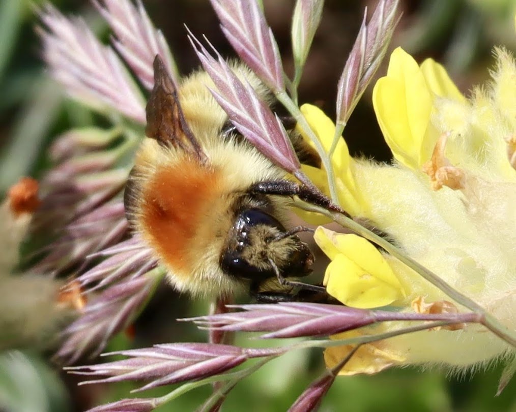 Saving the bumblebee; a biodiversity plan for skerries | Sustainable ...
